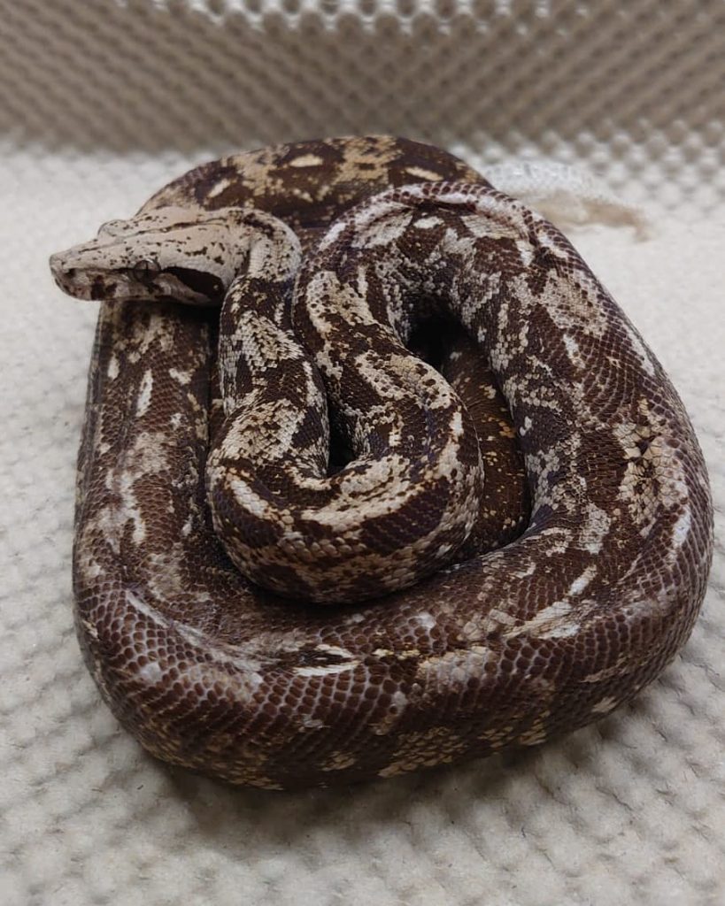 Old Pure Crawl Cay Female – Impressive Boa's